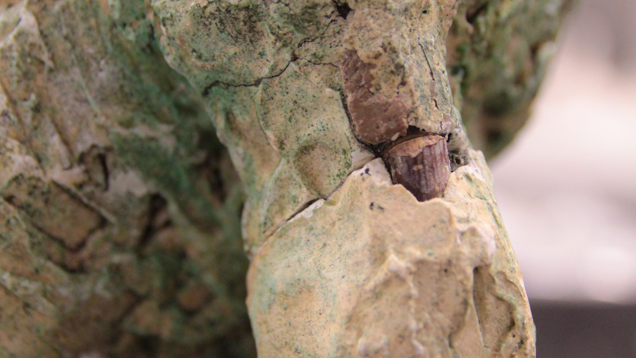 Conservation | Frink's Plaster Sculptures - Dorset Museum & Art Gallery