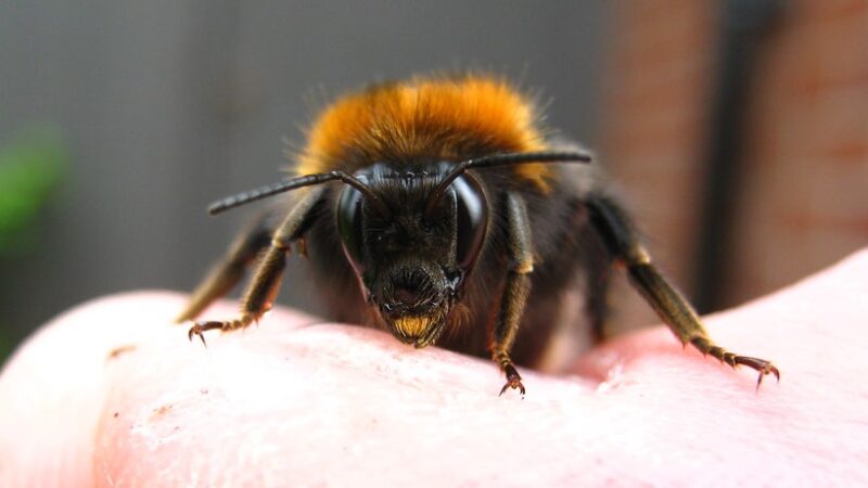 The Wonderful World of Bees – Dorset Museum & Art Gallery Shop