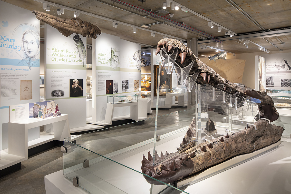 Dorset Museum Highlights Tour – Dorset Museum & Art Gallery