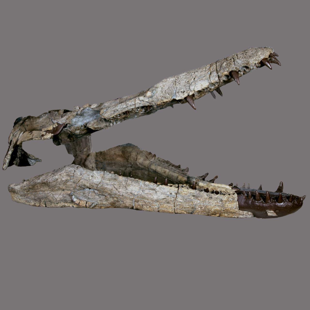 Collection - Dorset Museum & Art Gallery