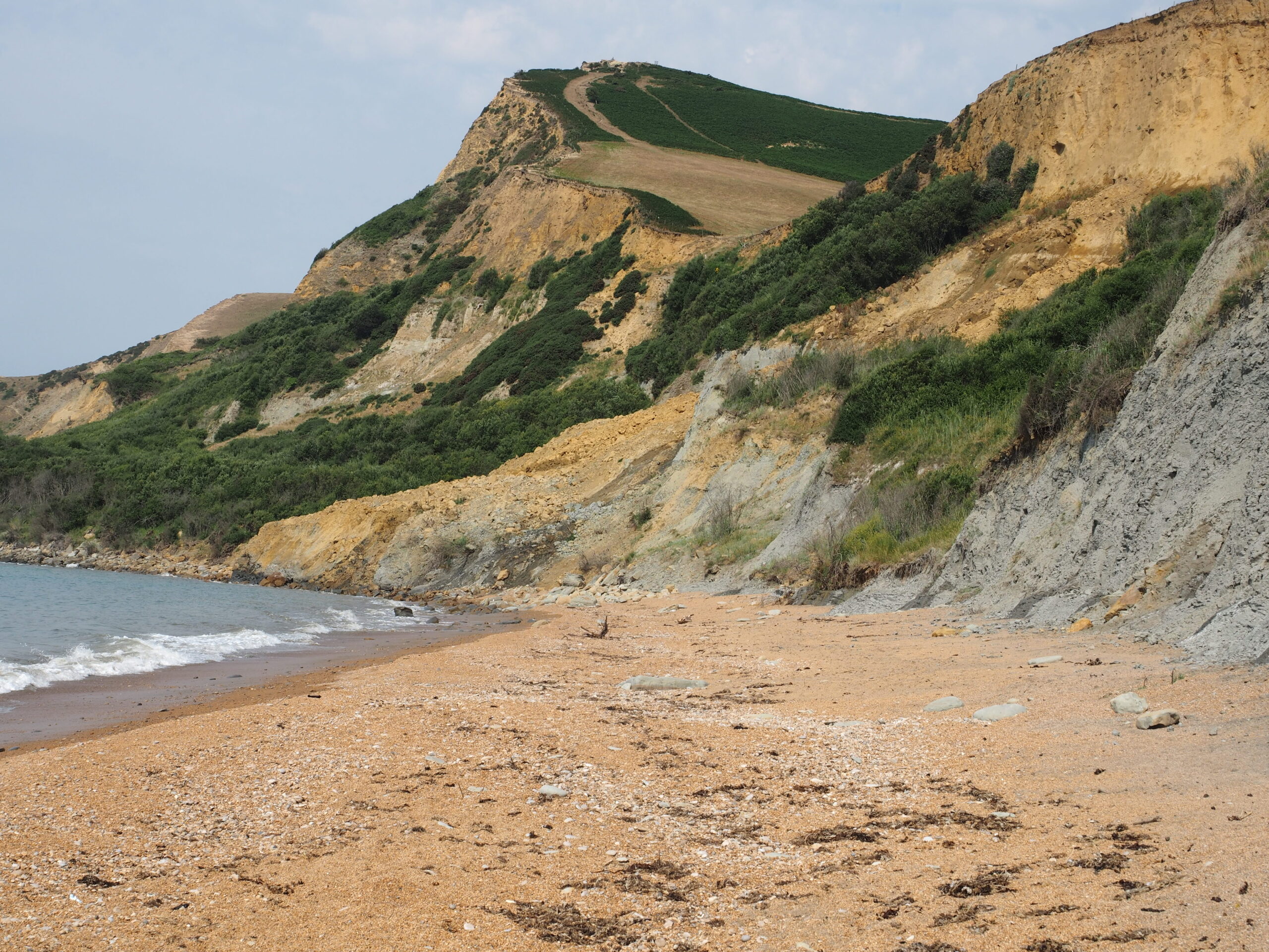 Discovering the Wildlife of Dorset's Jurassic Coast